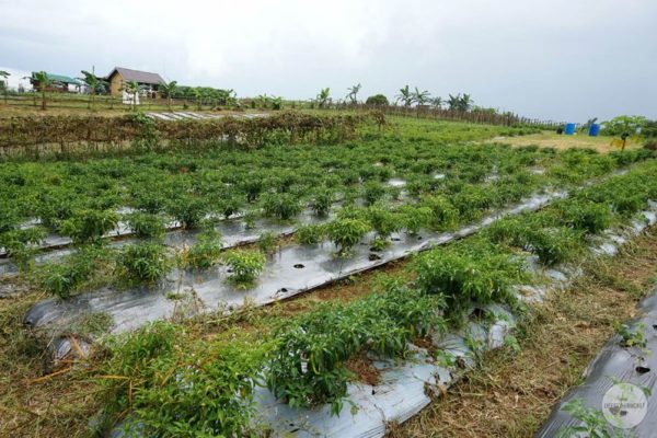 Terra Verde Eco Farm : From a Stress-relieving Family Vacation Site to ...